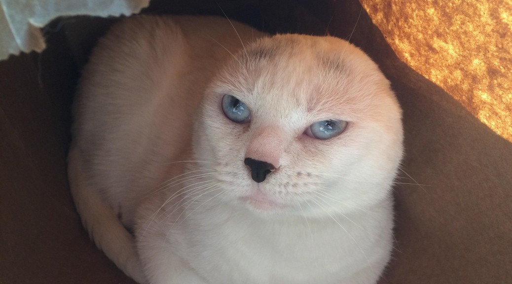 Meet Otitis, the cat who lost his ears and became an Instagram star ...
