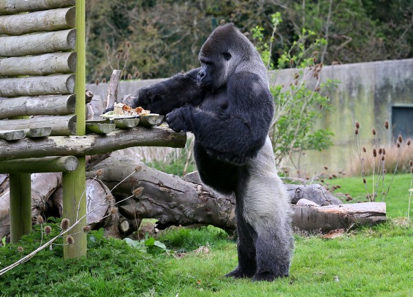 World-famous gorilla celebrates his 27th birthday with carrot cake ...