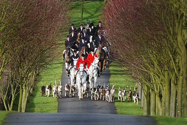 Here's everything you need to know about the fox hunting ban - The ...